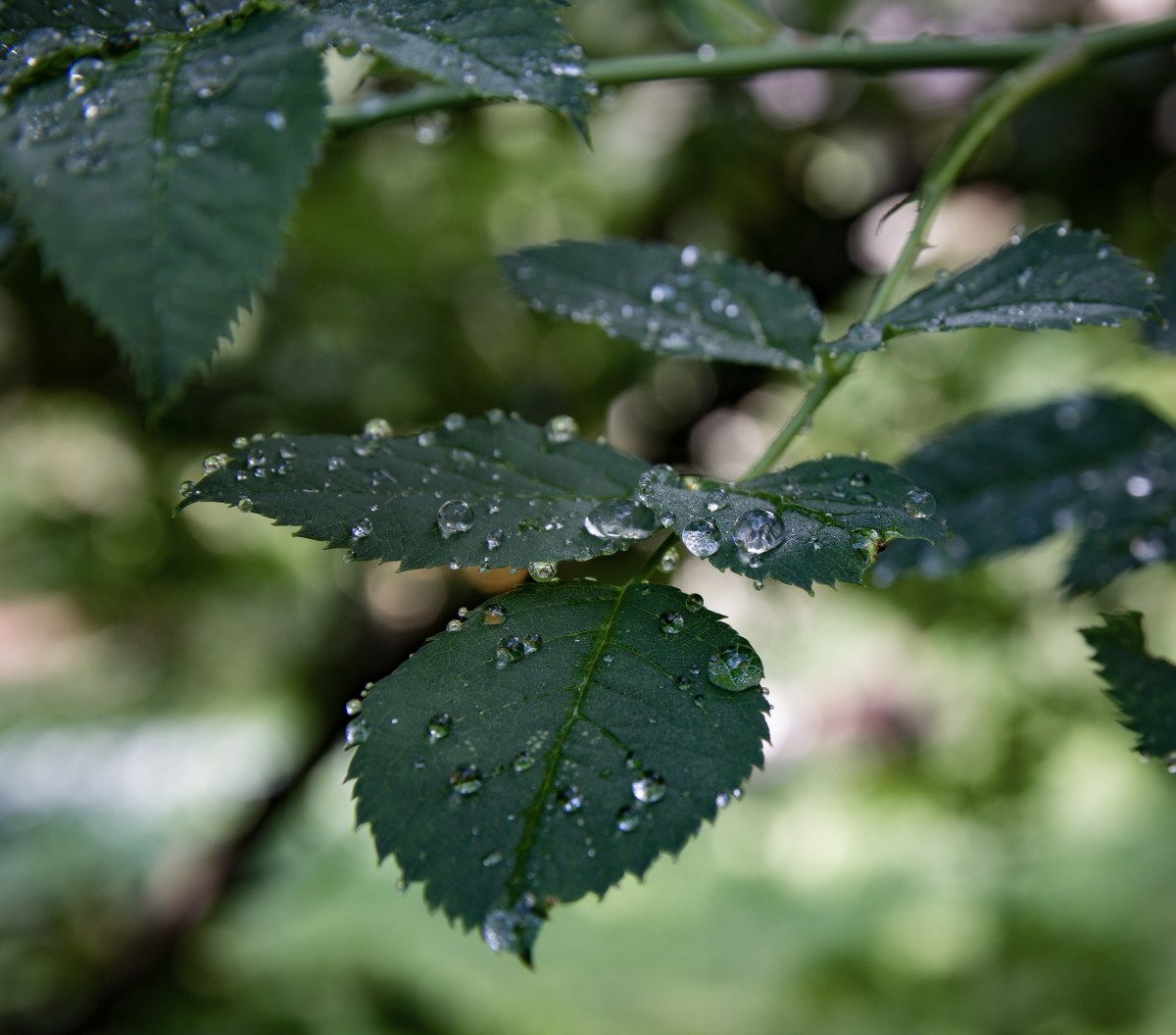 Meta – Reverse Retrograde